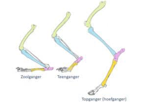 » Zoolganger, teenganger, hoefganger | CMA